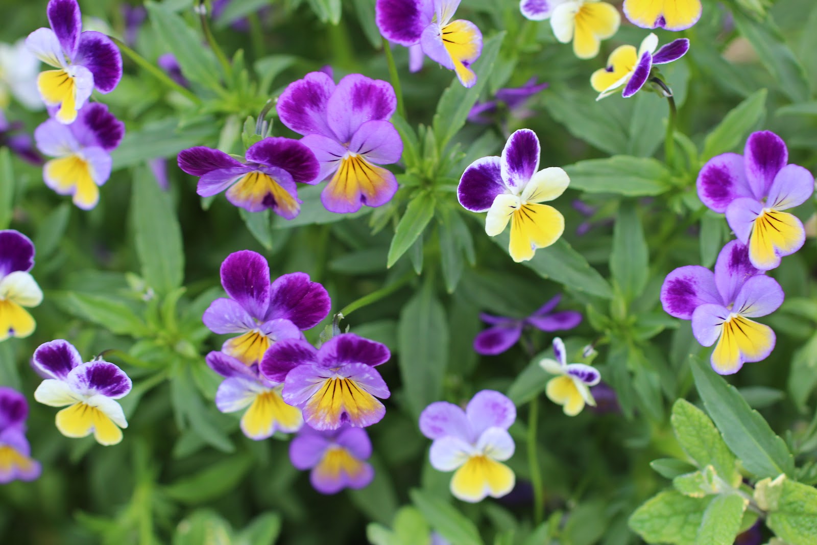 Florez Nursery: Viola tricolor, Heartsease