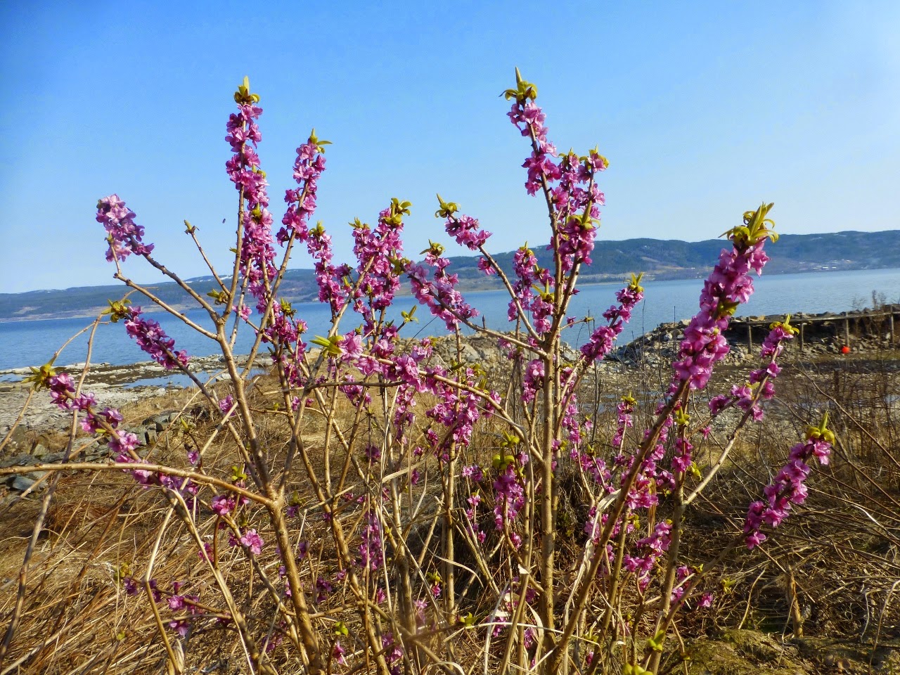 OptimistGammeln: Tysbast og blåveis