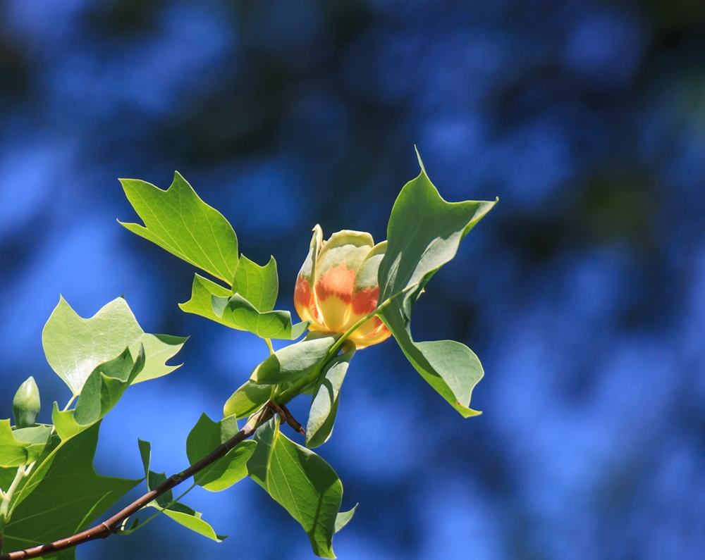 Petale-n zbor: Arborele lalea sau Copacul cu lalele