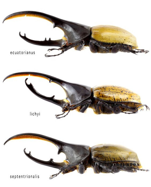 Criaturas Incríveis®: Besouro Rinoceronte - Dynastes Hercules