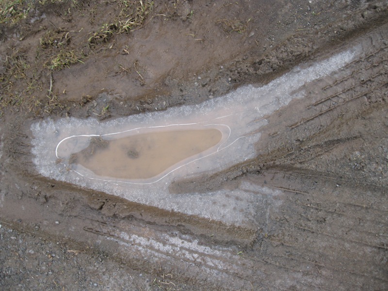 Plants and Stones: The Fine Art of Crunching Ice Puddles