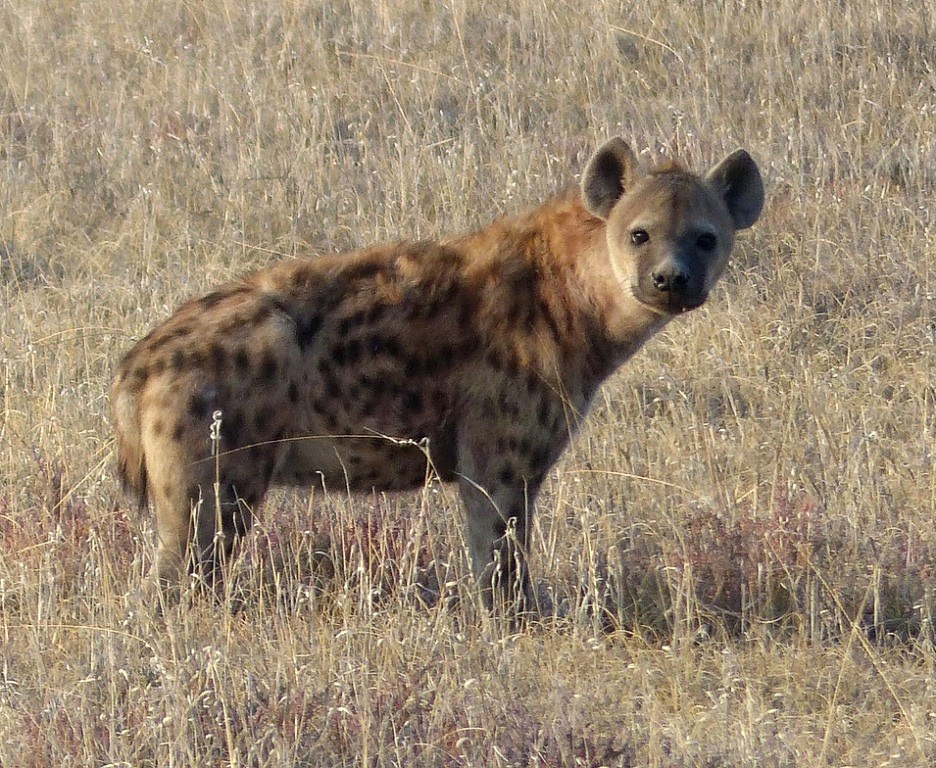 Contes d' Animals: LES HIENES