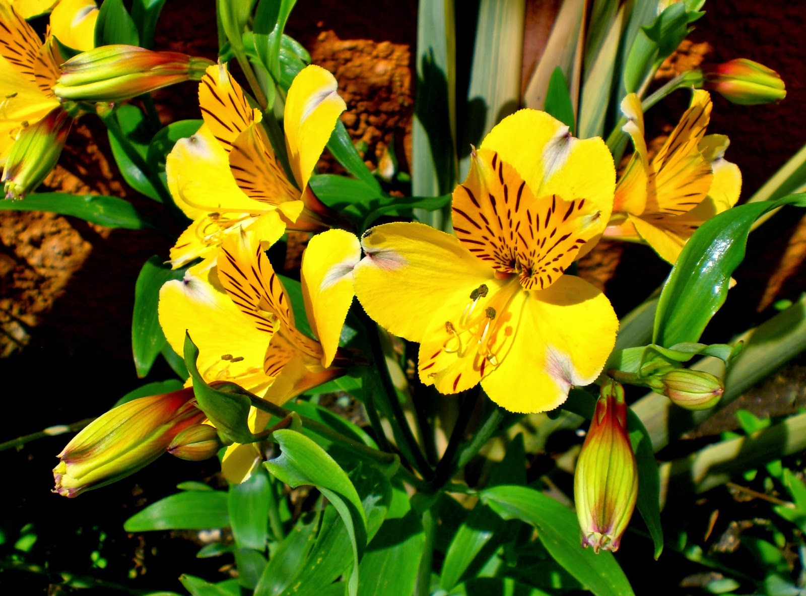 Astroemelia o Astromelia amarilla claro | Flores colombia