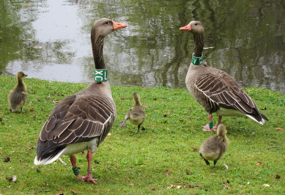 groengedoe.nl: ganzen