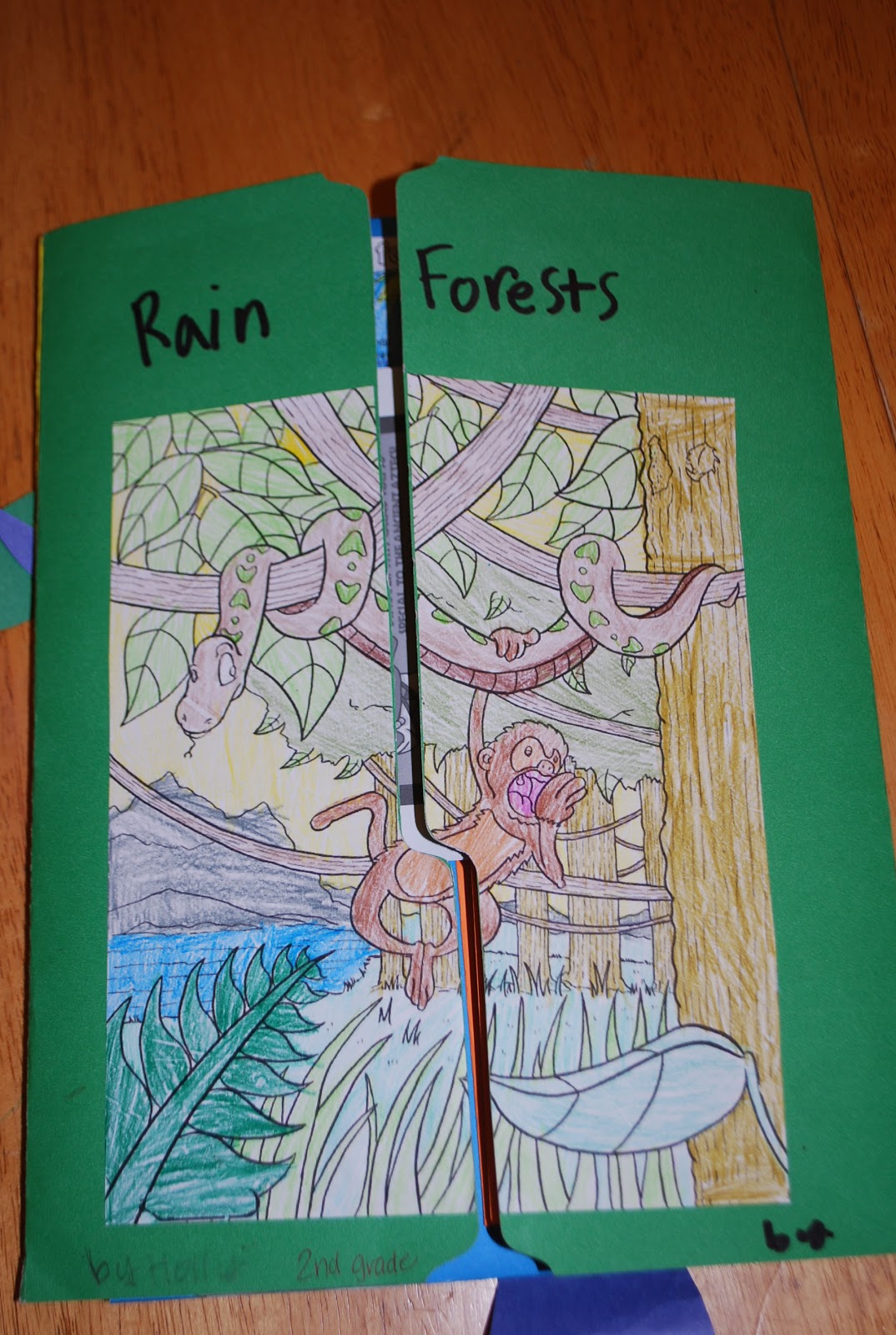 Our Creative Day: Rain Forest Lapbook - 2nd Grade