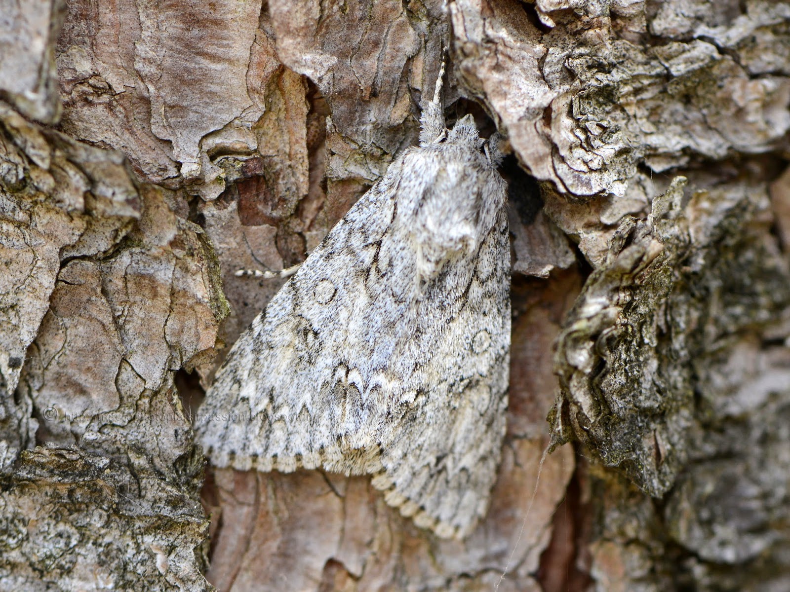 Macrophoto plaisir passion: La Noctuelle de l'érable, Acronicta aceris