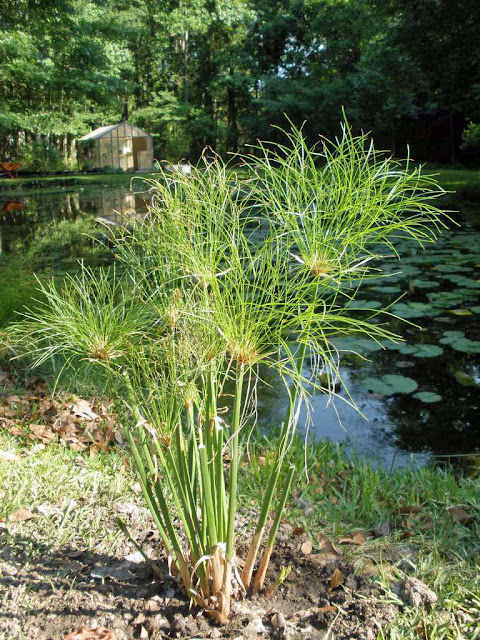 MARIETTE'S BACK TO BASICS: {Our Papyrus Plant}