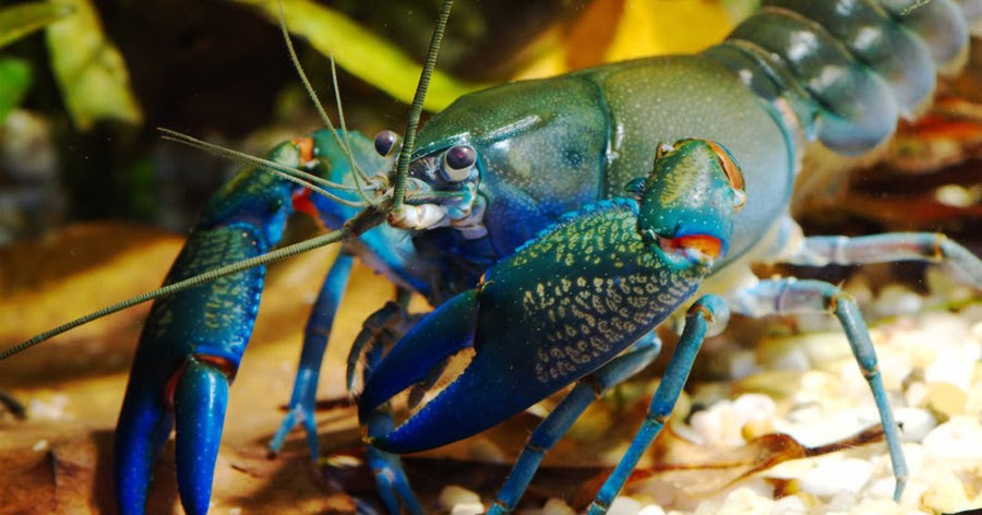 Cherax destructor - Freshwater lobsters & Red Claw Crayfish