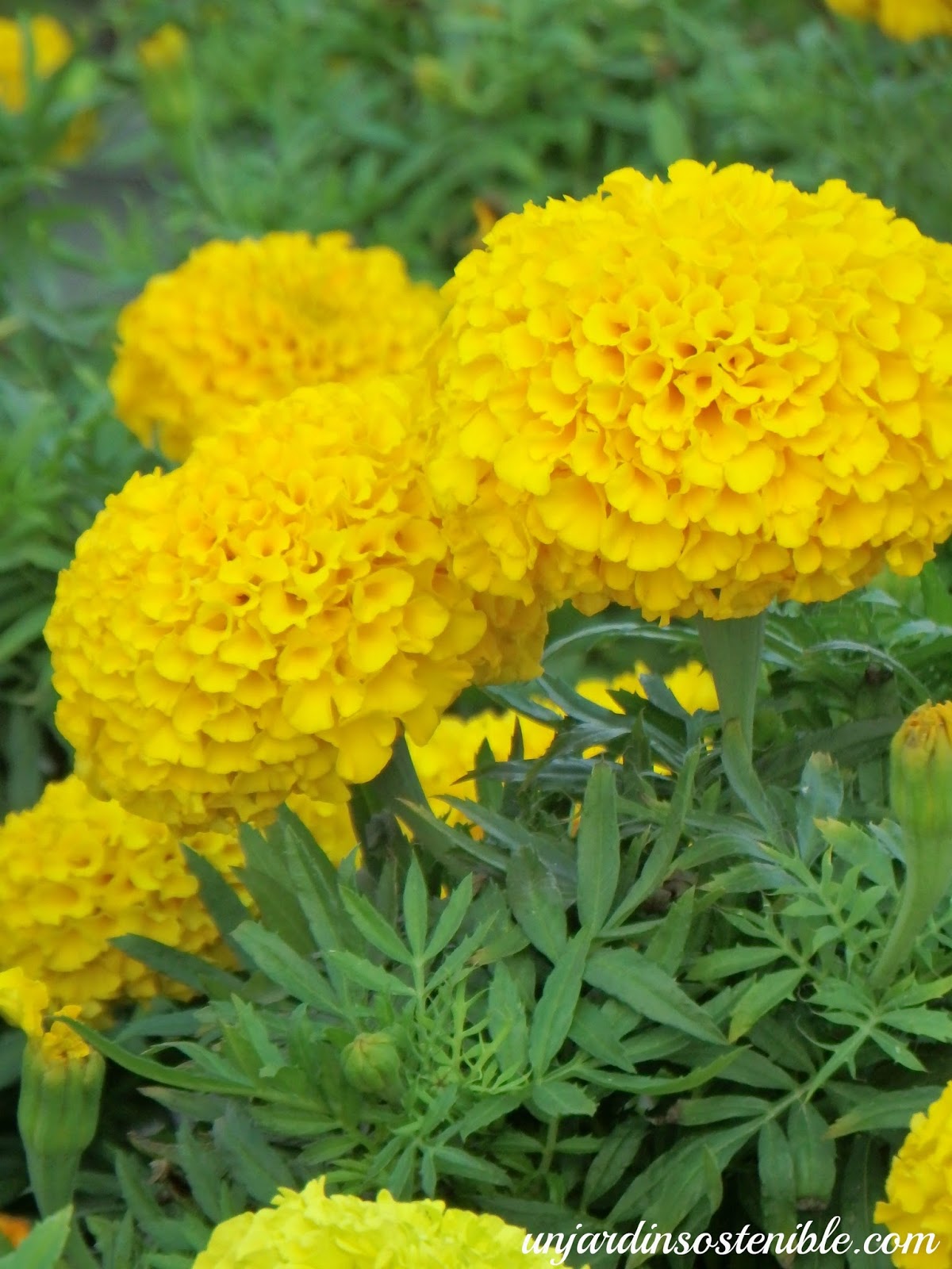 Tagete patula (Clavel turco, Clavel de moro etc.)