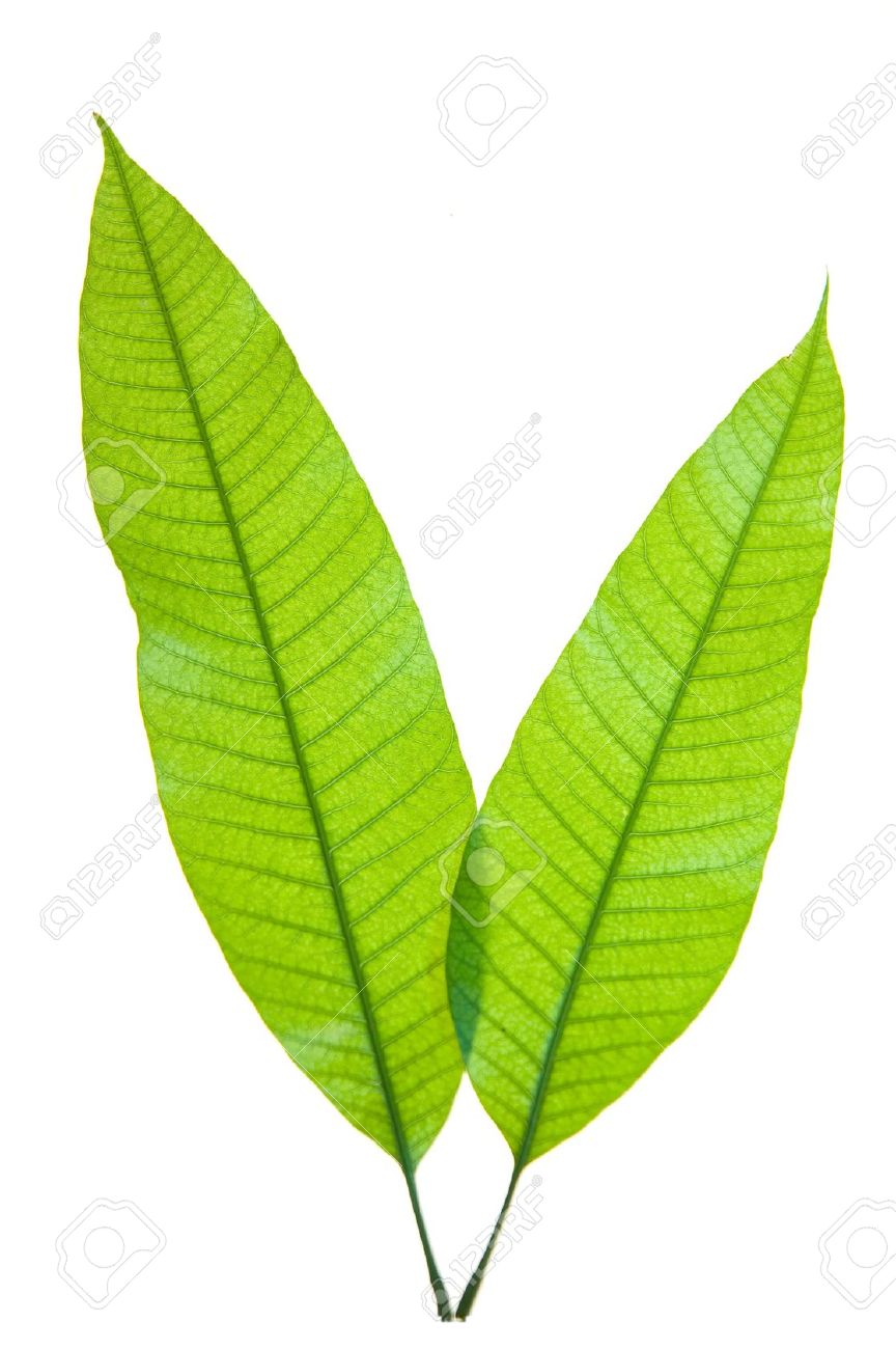 Shankara!: How MGR chose Two Leaves symbol!