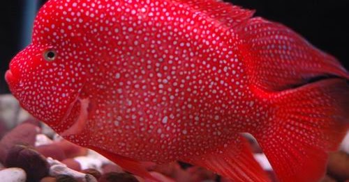 Journey Of Flowerhorn (Louhan): Louhan Red Texas