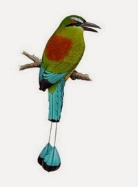 Los Apuntes del Estudiante: El guardabarranco pájaro nacional de Nicaragua