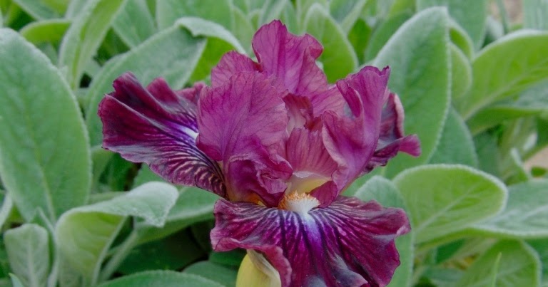 Blog w zasadzie ogrodowy: 'Raspberry Tiger' - irys SDB "pocieszkowy"