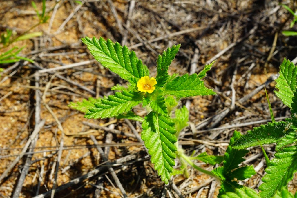 Flora de Puerto Rico Ilustrada Papo Vives: PASSIFLORACEAE TURNERA SP