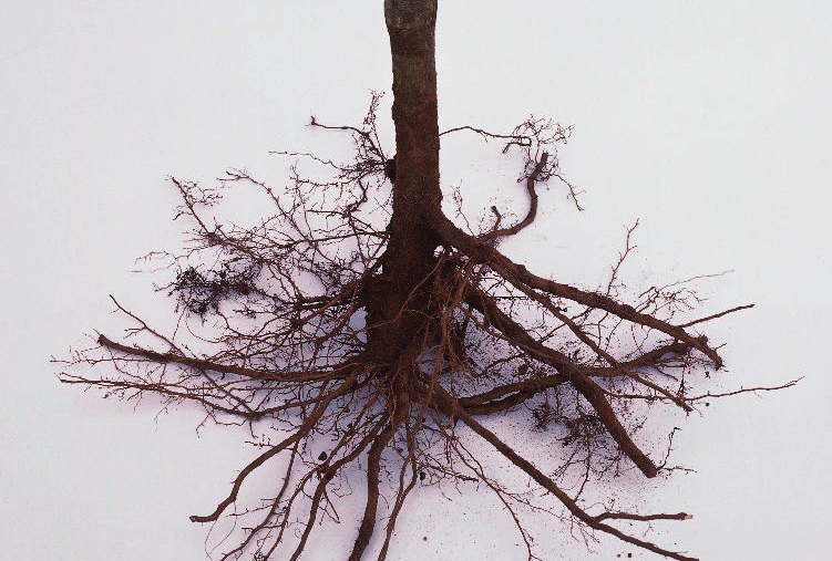 Pomi fructiferi si Arbusti - Material saditor: Avantajele cumpărării ...