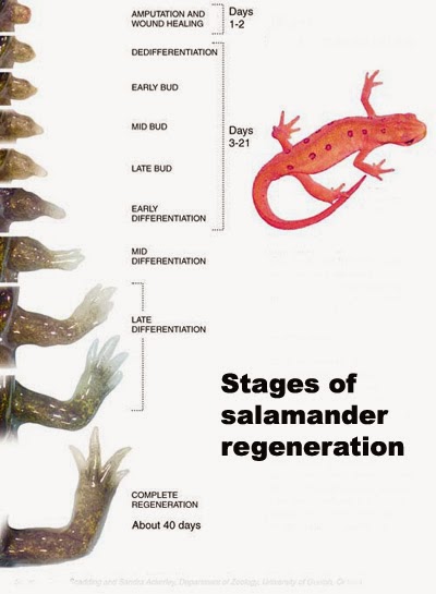 Cell Growth, Development, and Reproduction: So, How DID that Salamander ...