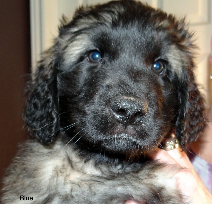 Heronview Leonbergers: Conformation shots of puppies
