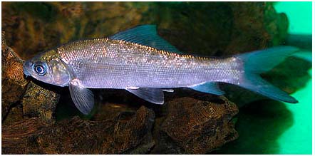 FISH DIVERSITY IN NIRA RIVER