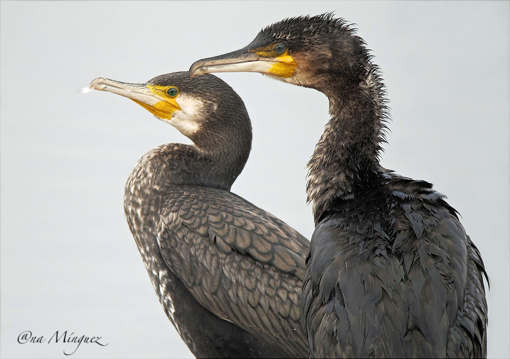 NATURANAFOTOS: febrero 2013