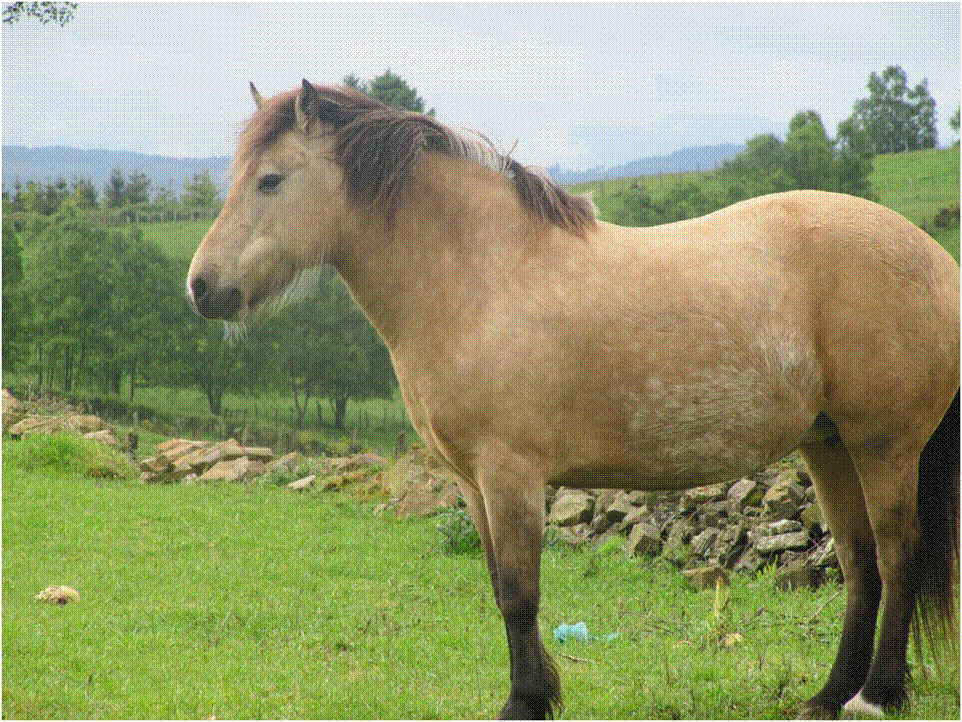 VEIGA DE LOGARES-A FONSAGRADA-LUGO: SENDEIRISMO FOTOGRAFICO MESES DE ...