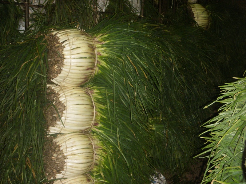 Requerimientos agroclimáticos del cultivo de cebolla una revisión ...