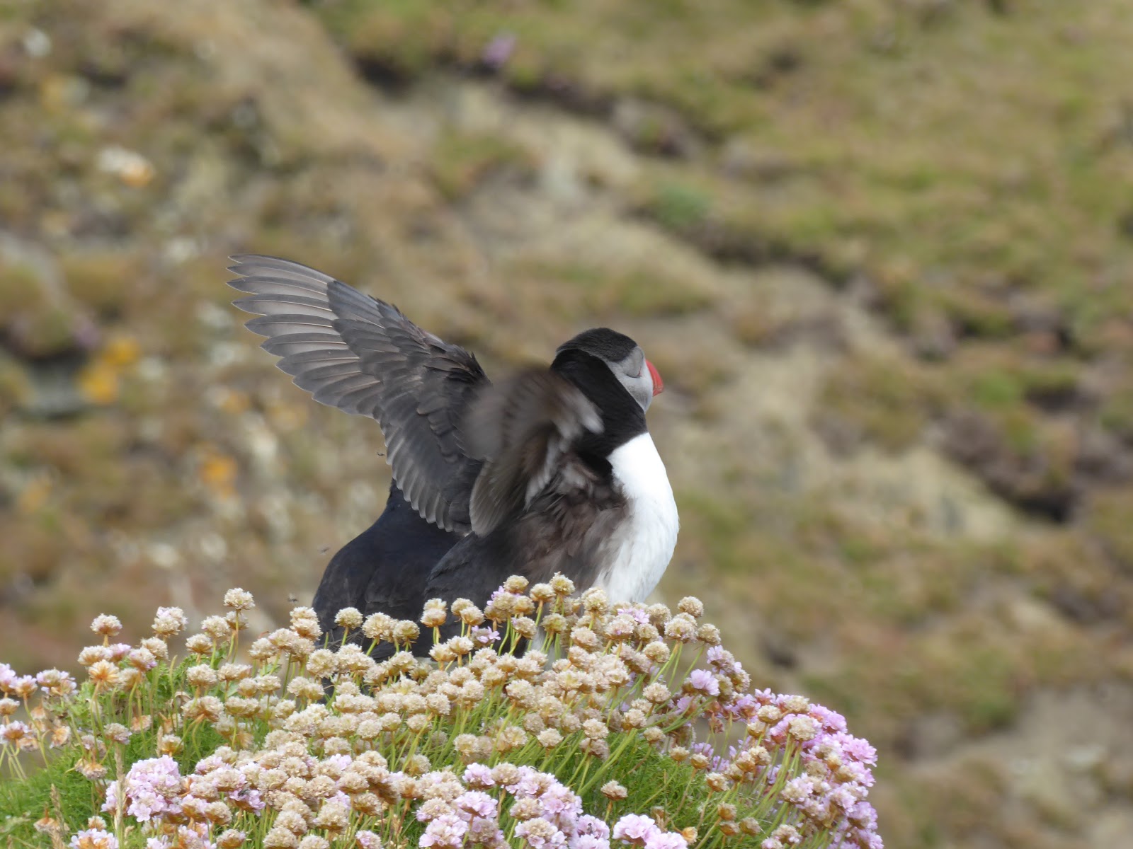 Neil Walks Shetland and Beyond: Shetland Mainland Water Shed Day 1