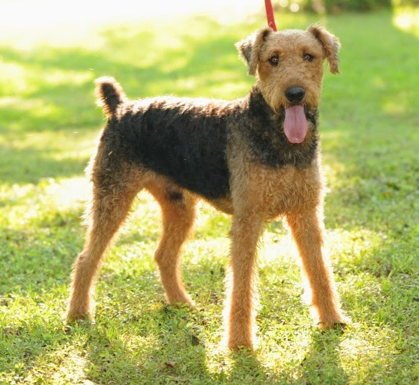 Cute dog airedale terrier puppies ~ Poze cu rase de caini mici si mari ...