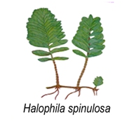 Just Know: jenis-jenis lamun