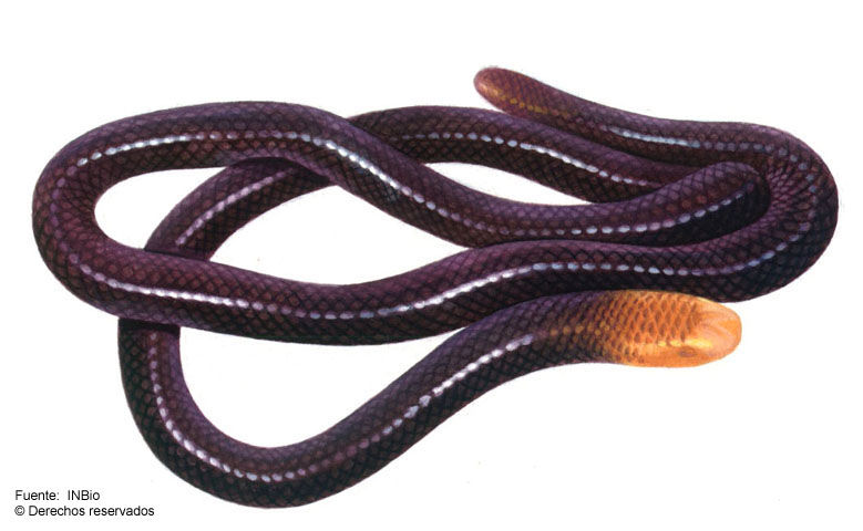 Real Monstrosities: Blind Snake