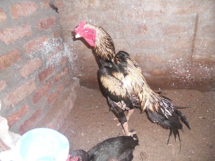 Fighting Rooster: pure breed Asils