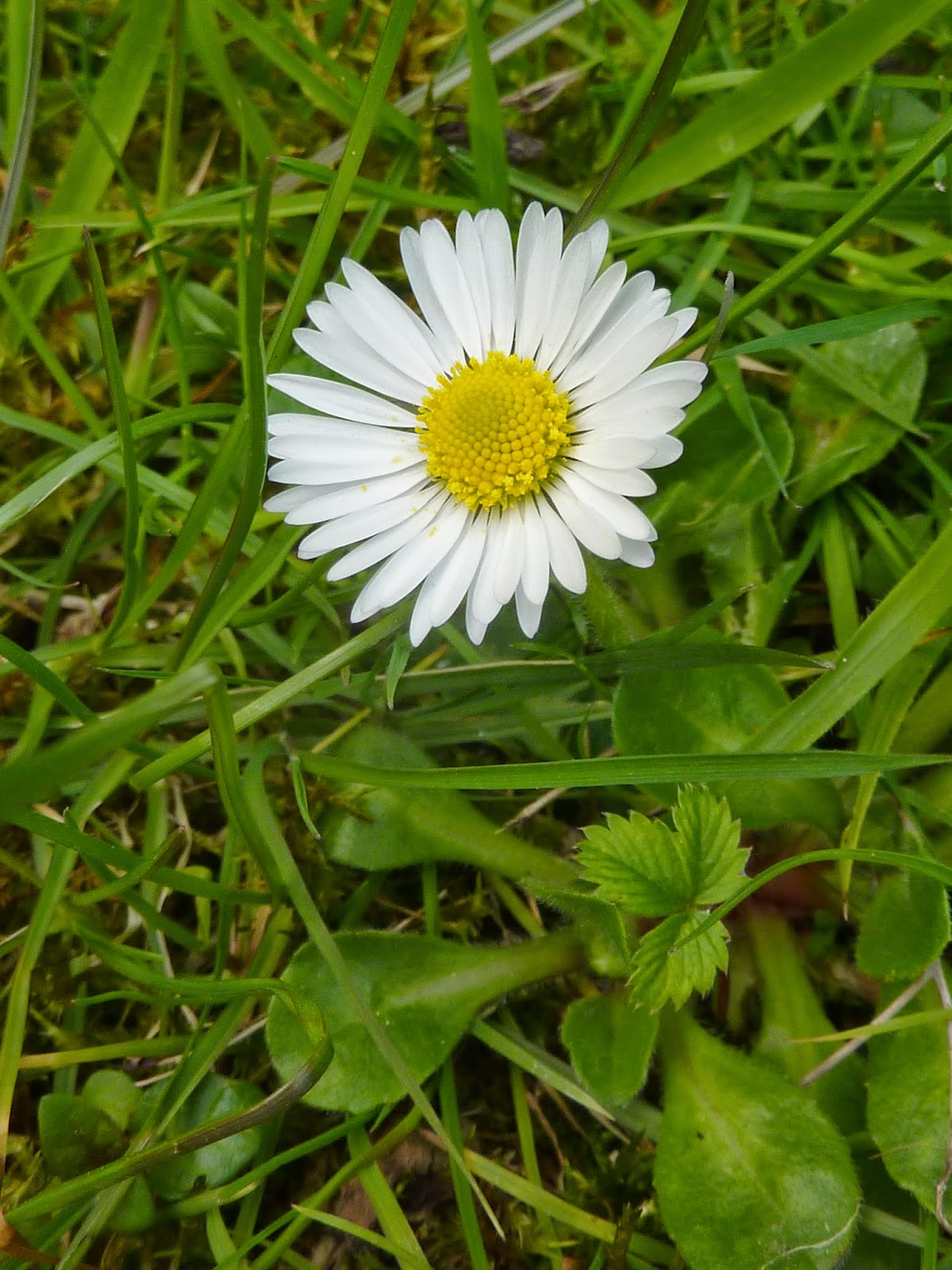 Wild Life: Daisy
