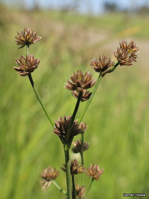 Flora Bonaerense: Junquillo (Juncus pallescens)