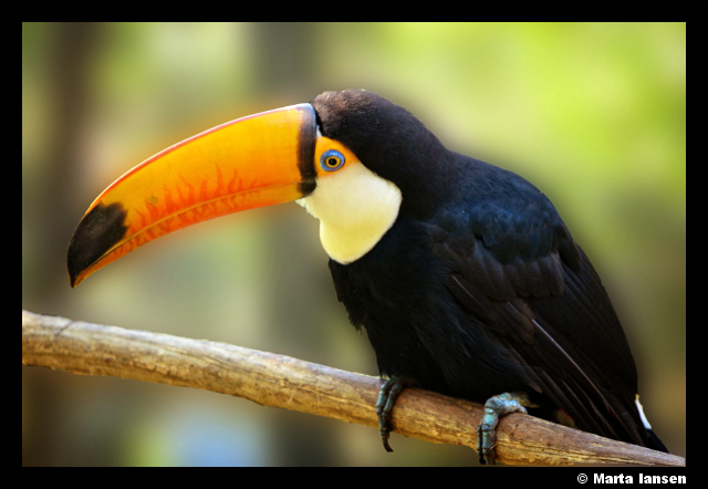 História & Outras Histórias: Tucanos