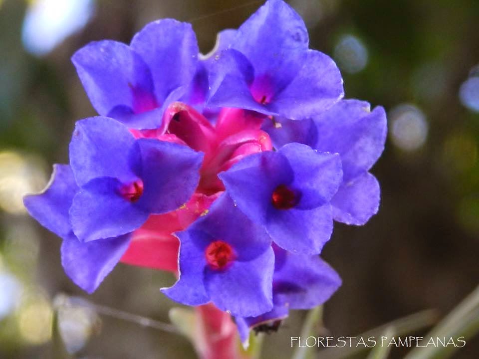 Florestas Pampeanas: FLORA PAMPEANA: ACA-BRO.