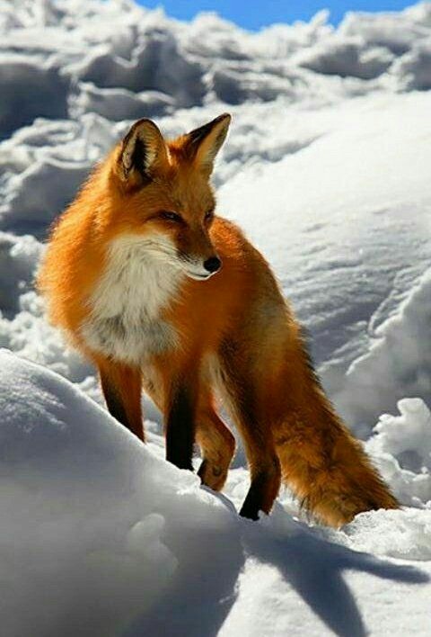 Beautiful Fox