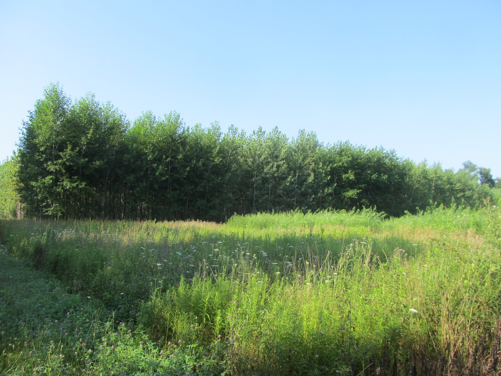 Eaton Rapids Joe: Hybrid Poplar