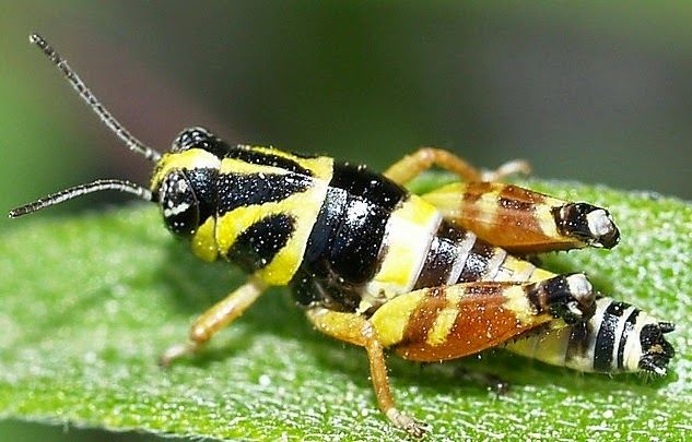 Insecta de México