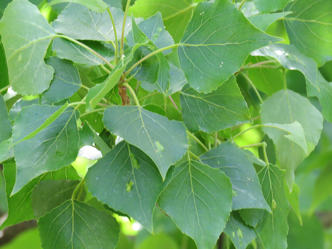 Á R B O L E S (T R E E S) y P A L M E R A S (P A L M S): Populus nigra ...