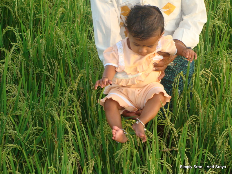 Life in Pictures: Wk28/Dy6(188) ~ July 6 ~ వ - వరి చేను ~ (Va - Vari Chenu)