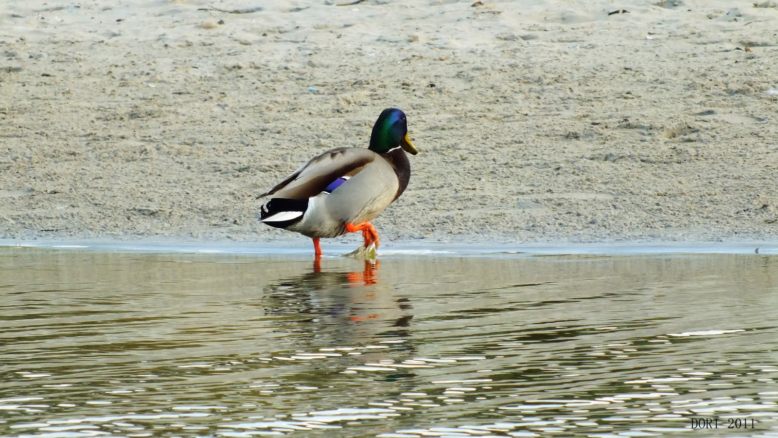 Pasea Menorca: Vida animal en Son Bou