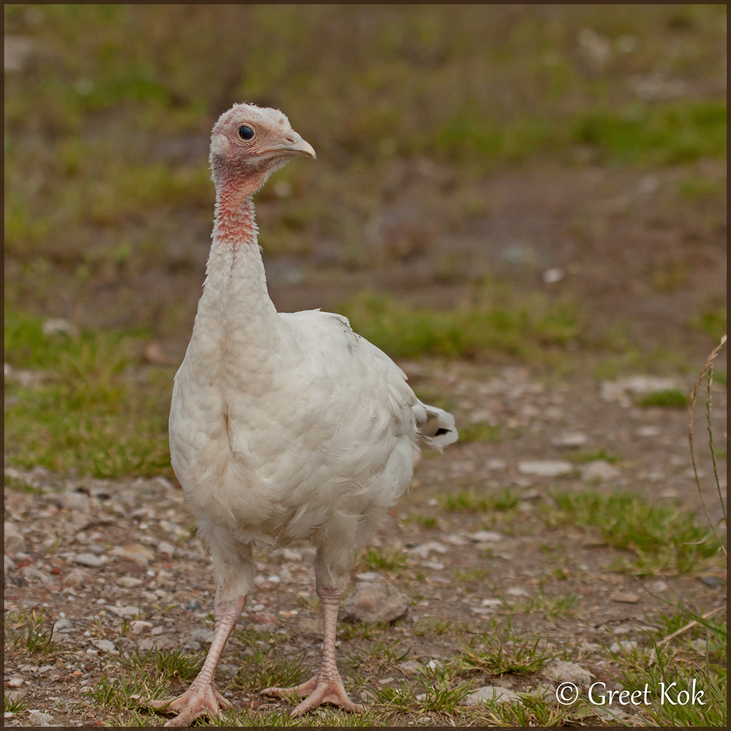 Foto`s van Greet: Met Ghita naar de Oegstgeesterpolder