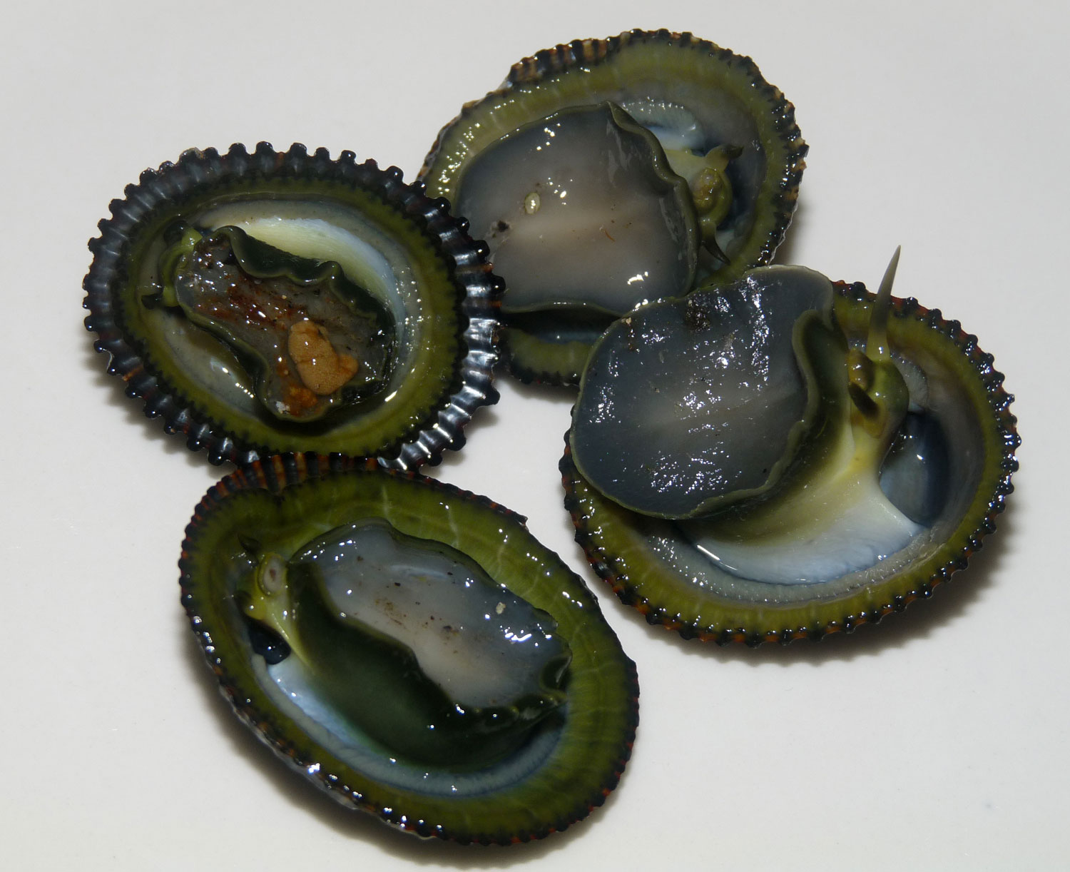 Kahelelani & Sunrise shell jewelry by.... Janjira: Opihi shells dish!