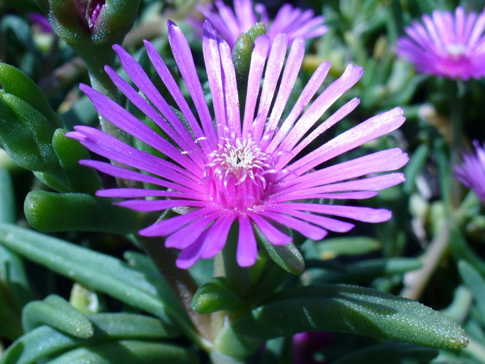 DELOSPERMA SPECIES ~ Cactus and suculents