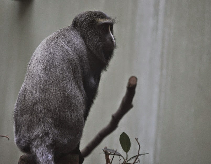 ZOOTOGRAFIANDO (6.100 ANIMALS): CERCOPITECO DE CARA DE BÚHO / OWL FACED ...