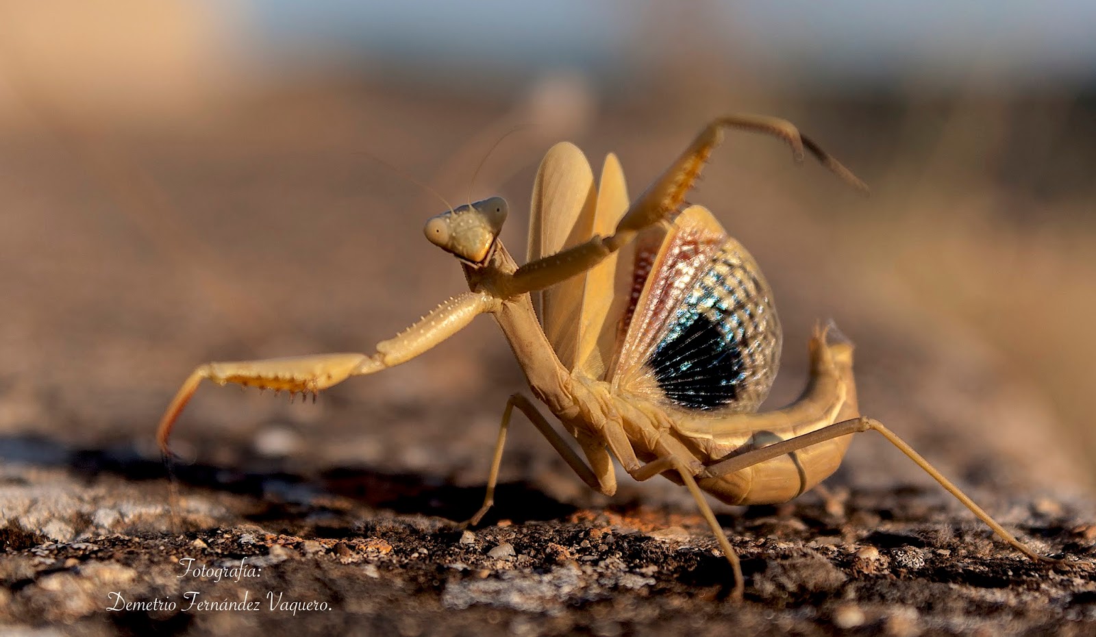Mantis religiosa, santateresa, tatadiós o campamocha 5 fotografías ...