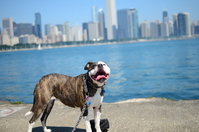 Two Pitties in the City: City Dog: Starting a Chicago Dog-Walking Club
