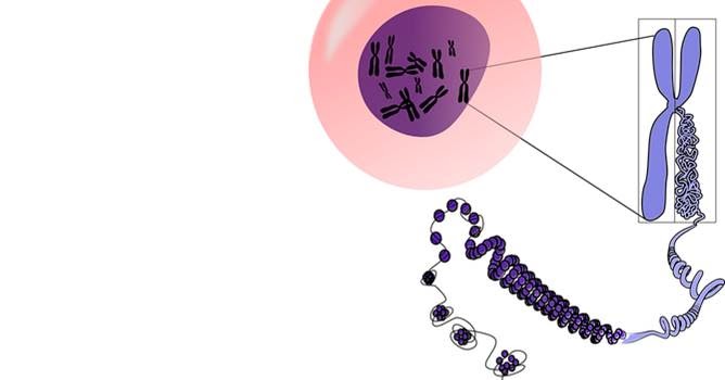 Malformaciones Cromosómicas.