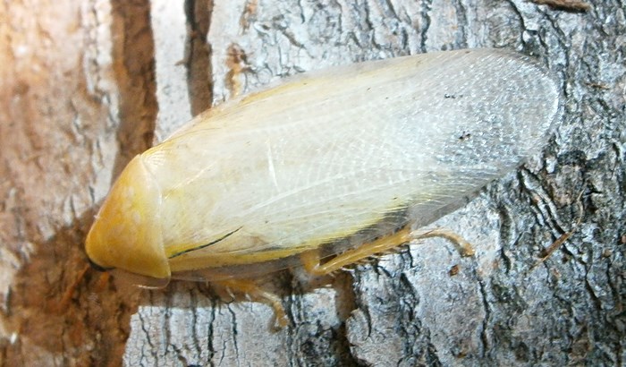 Interesting facts about White cockroaches