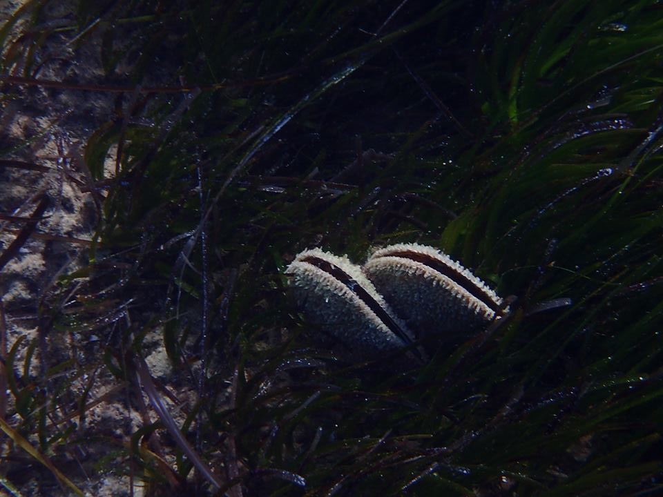 Biodiversity of Cyprus by NGO Protection of the Natural Heritage and ...