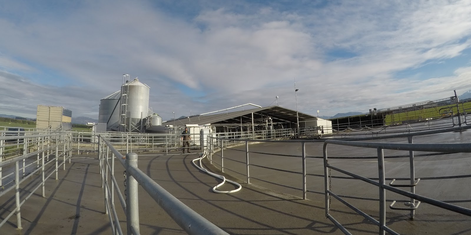 Rotary and Herringbone sheds